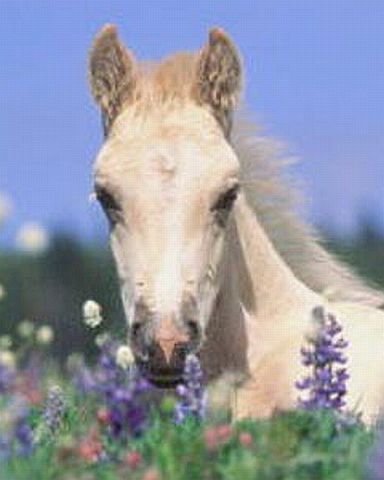 Horse_in_Lav_Field_Cropped – Animal Communication