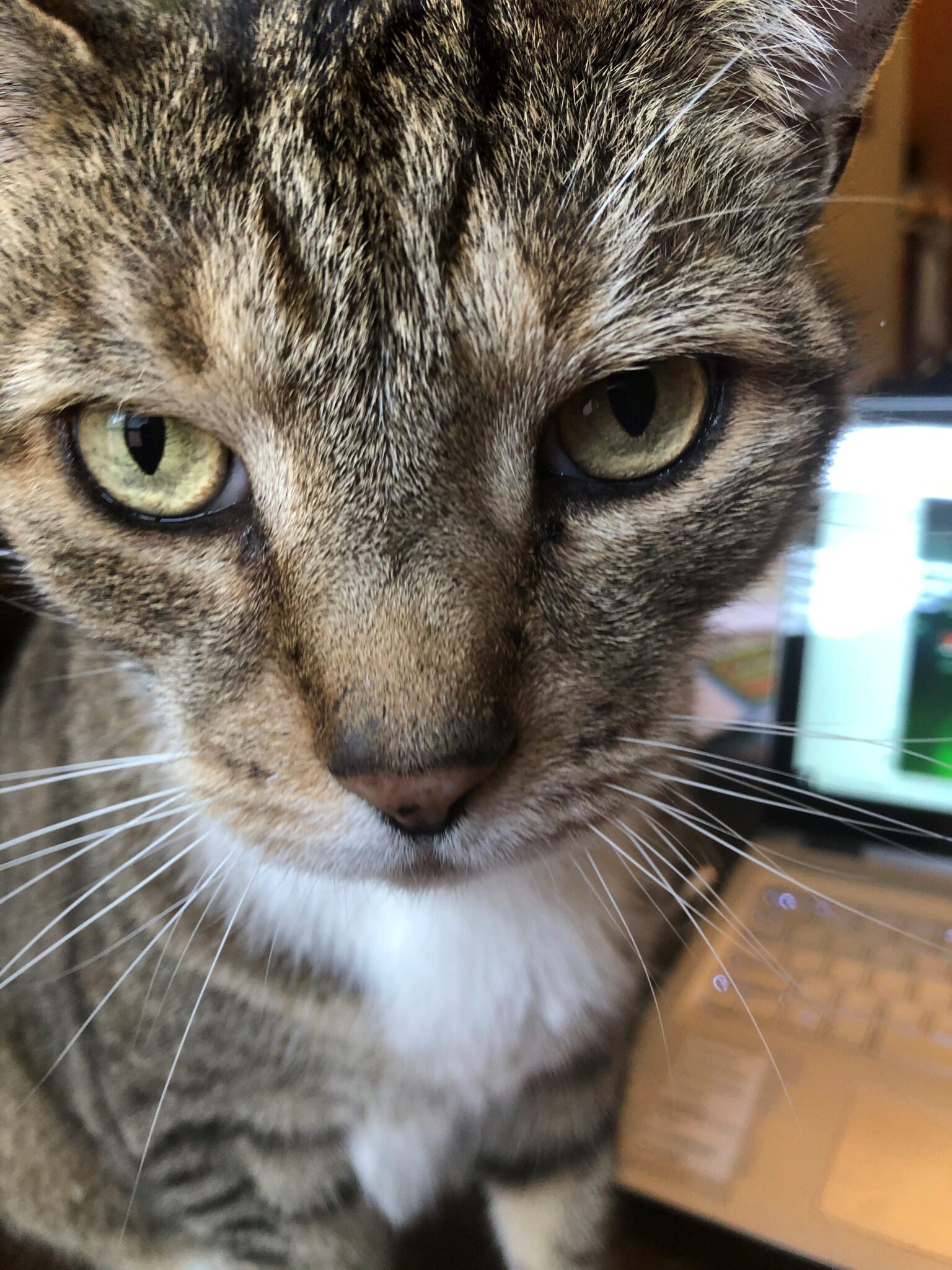 A Day in the Life of Oscar the Death Cat - Animal Communication