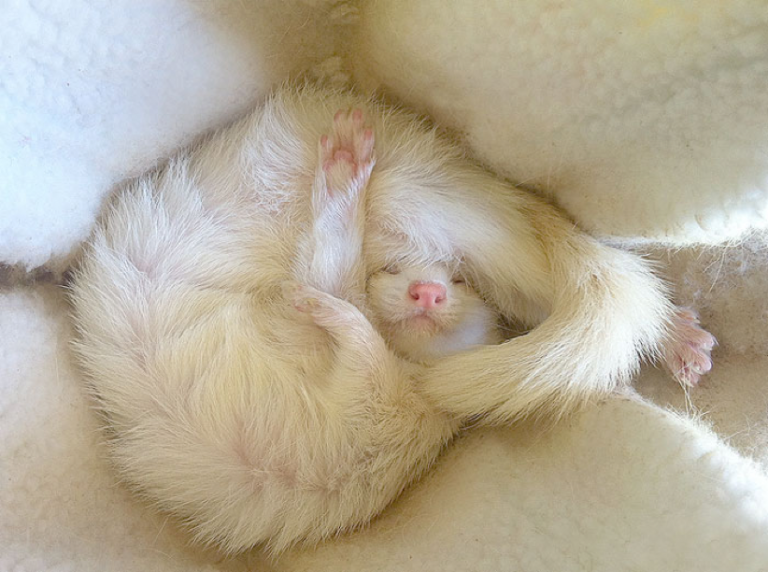The Fabulous Ferret: Super Cool Weasel - Animal Communication