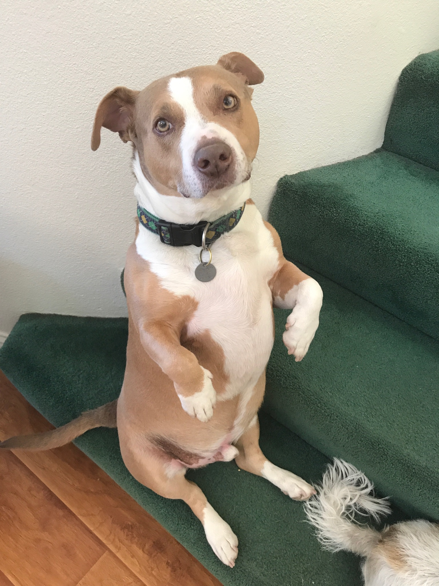 Twix-paw – Animal Communication